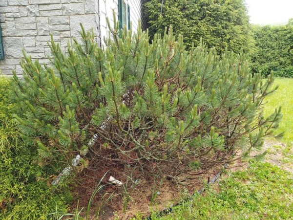 12 Small & Dwarf Tree Varieties for USDA Zone 5
