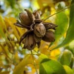 6 Best Nut Trees to Grow in Texas (Includes Pecan Varieties)