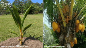 13 Different Types of Coconut Trees & Identifying Features