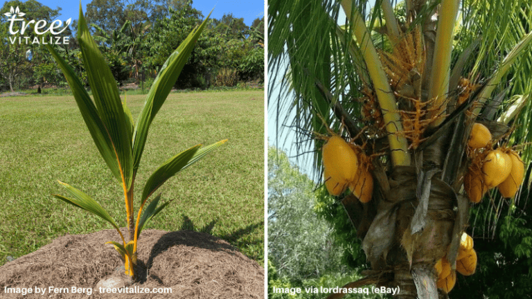 13 Different Types of Coconut Trees & Identifying Features