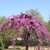 12 Small & Dwarf Tree Varieties for USDA Zone 5