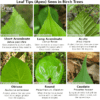 17 Different Types of Birch Trees & Identifying Features