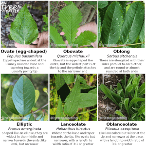 16 Different Types of Cherry Trees & Identifying Features