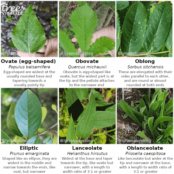 16 Different Types of Cherry Trees & Their Identifying Features