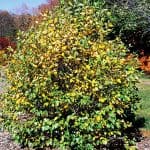12 Small & Dwarf Tree Varieties for USDA Zone 5