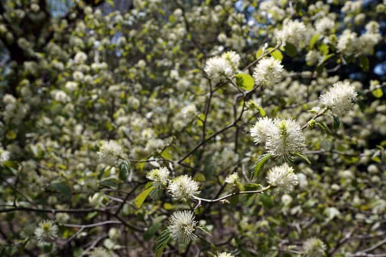 12 Small & Dwarf Tree Varieties for USDA Zone 5