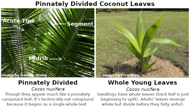 13 Different Types of Coconut Trees & Identifying Features