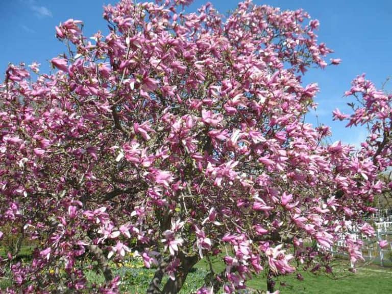 12 Small & Dwarf Tree Varieties for USDA Zone 5