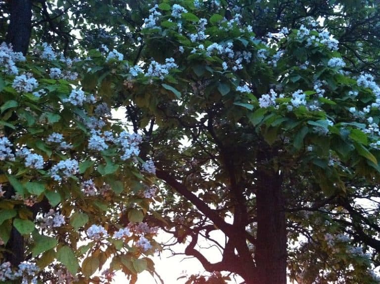 10 Fast-Growing Shade Trees for USDA Zone 5