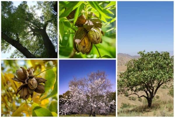 6 Hickory Tree Varieties That Grow in Parts of Texas