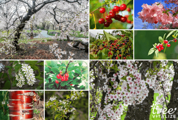 18 Different Types of Maple Trees & Identifying Features