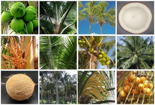 13 Different Types of Coconut Trees & Identifying Features
