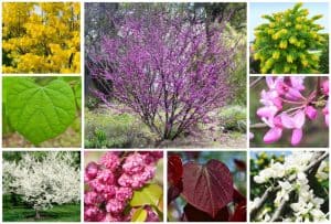 18 Different Types of Redbud Trees & Identifying Features