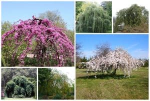 12 Small & Dwarf Tree Varieties for USDA Zone 5