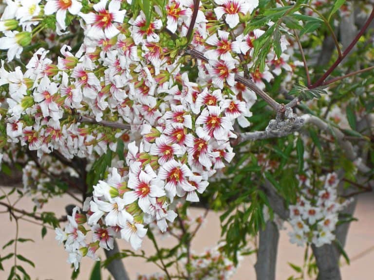 12 Small & Dwarf Tree Varieties for USDA Zone 5