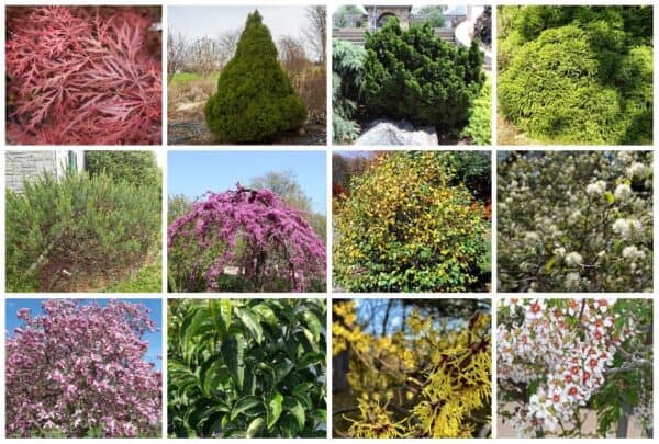 9 Small Trees for Colorado (Ideal for Smaller Yards)