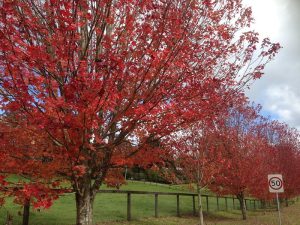 10 Fast-Growing Shade Trees for USDA Zone 5