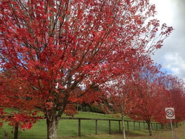 10 Fast-Growing Shade Trees for USDA Zone 5