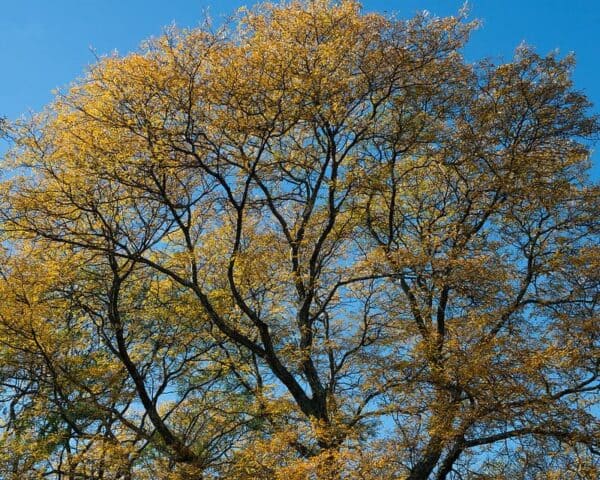 10 Fast-Growing Shade Trees for USDA Zone 5