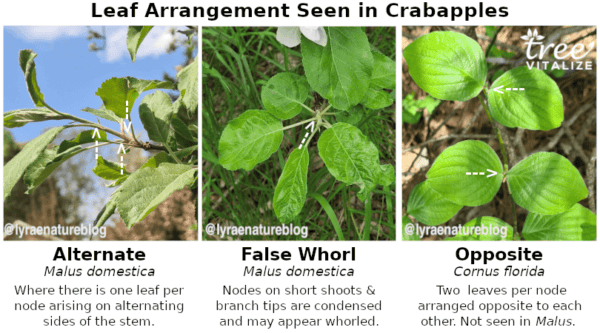 20 Different Types of Crabapple Trees & Identifying Features