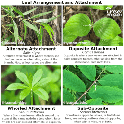 16 Different Types of Willow Trees & Identifying Features