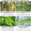 8 Different Types of Redwood Trees & Identifying Features