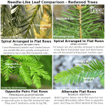 8 Different Types of Redwood Trees & Identifying Features