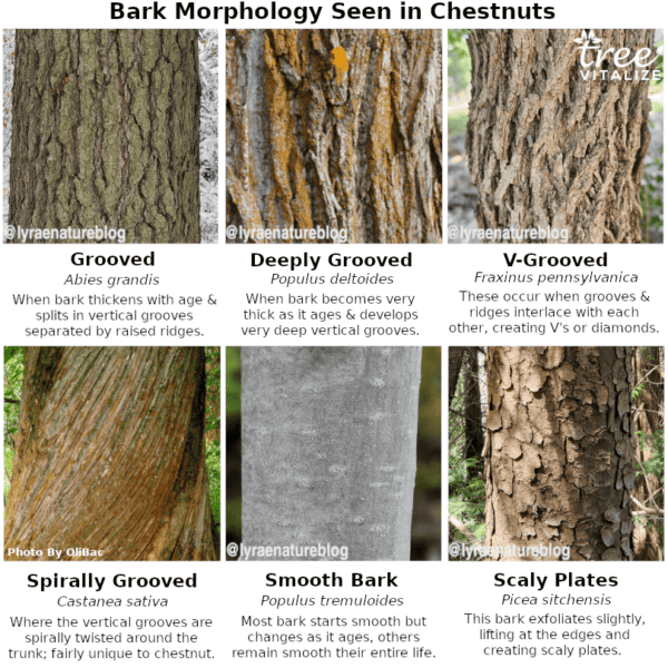 10 Different Types of Chestnut Trees & Identifying Features