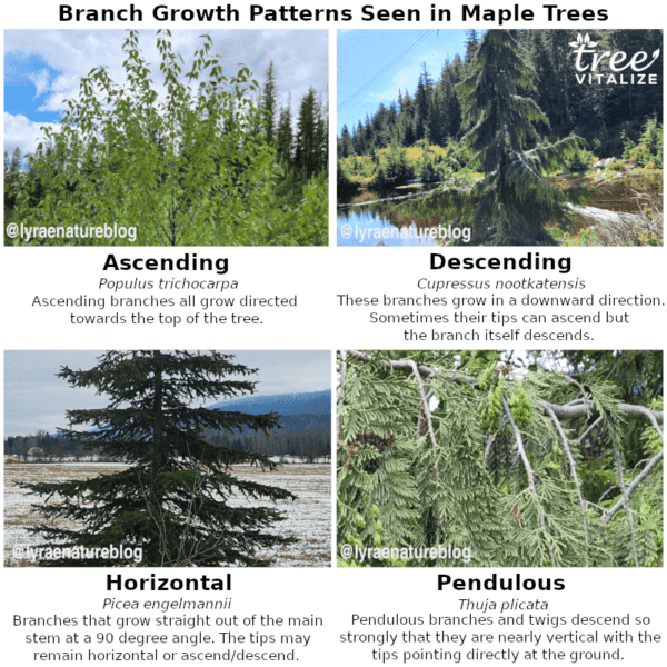 16 Different Types of Japanese Maple Trees & Identifying Features