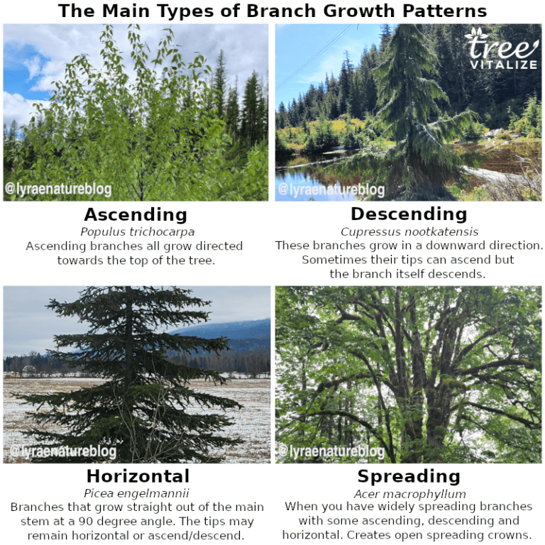 15 Different Types of Pecan Trees & Identifying Features