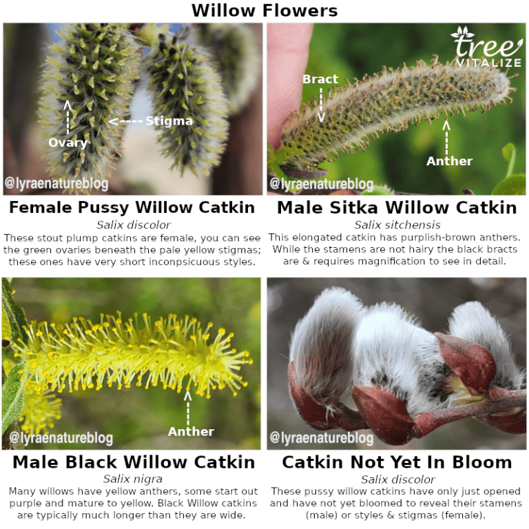 16 Different Types of Willow Trees & Identifying Features