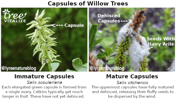 16 Different Types of Willow Trees & Identifying Features