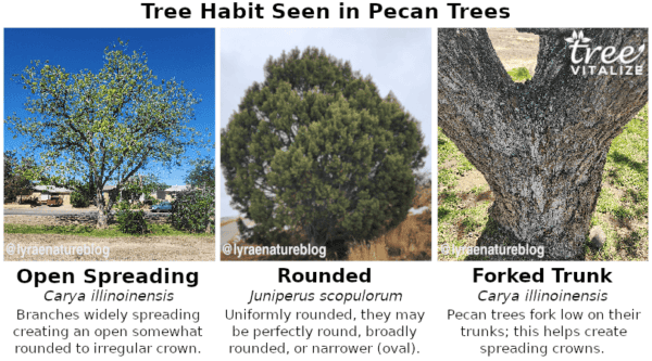 15 Different Types of Pecan Trees & Identifying Features