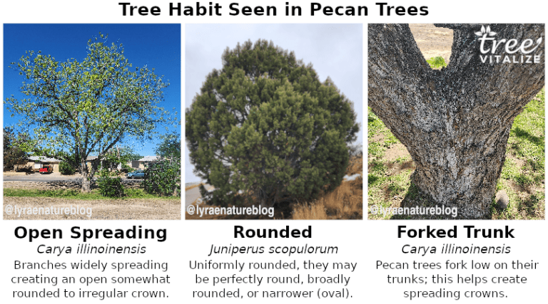 15 Different Types of Pecan Trees & Identifying Features