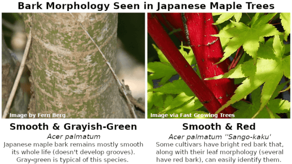 16 Different Types of Japanese Maple Trees & Identifying Features
