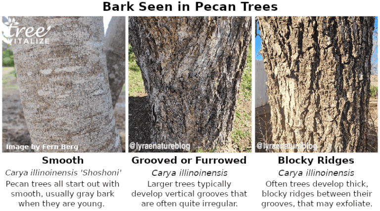 15 Different Types of Pecan Trees & Identifying Features