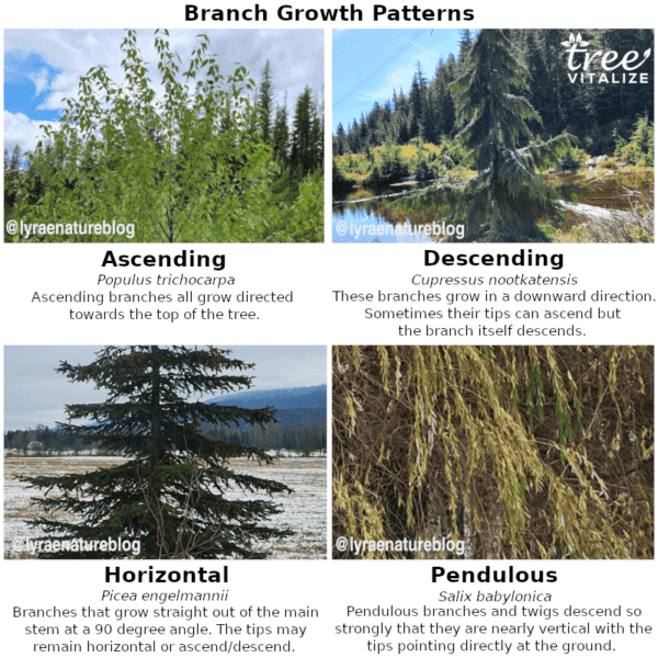 16 Different Types of Willow Trees & Identifying Features