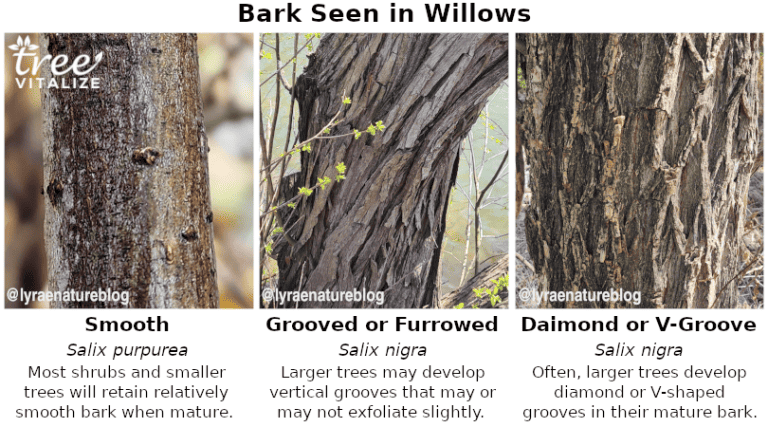 16 Different Types of Willow Trees & Identifying Features