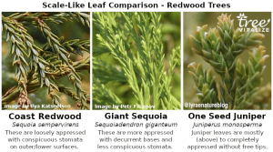 8 Different Types of Redwood Trees & Identifying Features