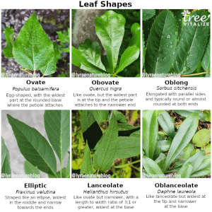 10 Different Types of Chestnut Trees & Identifying Features