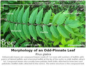 15 Different Types of Pecan Trees & Identifying Features