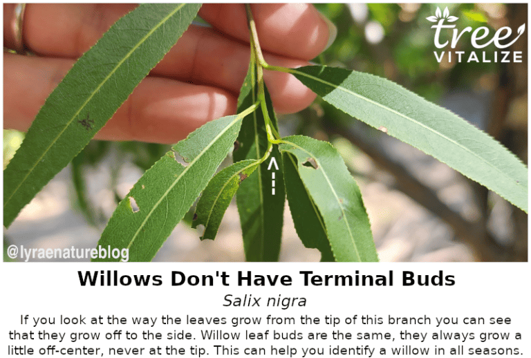 16 Different Types of Willow Trees & Identifying Features