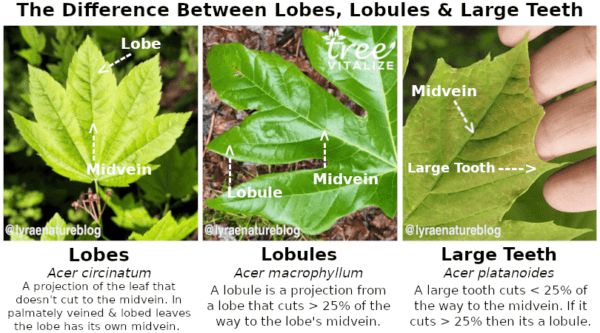 16 Different Types of Japanese Maple Trees & Identifying Features