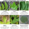 15 Different Types of Pecan Trees & Identifying Features