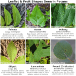 15 Different Types of Pecan Trees & Identifying Features
