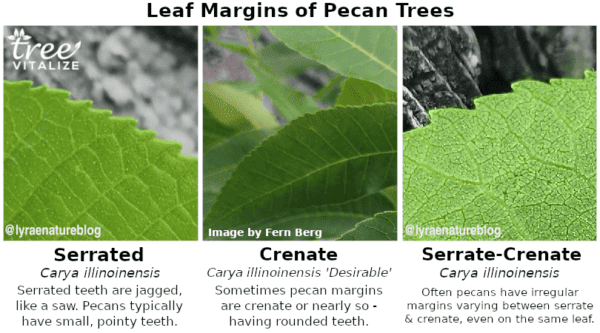 15 Different Types of Pecan Trees & Identifying Features
