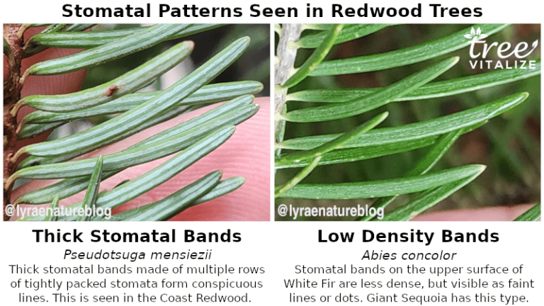 8 Different Types of Redwood Trees & Identifying Features