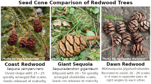 8 Different Types of Redwood Trees & Identifying Features