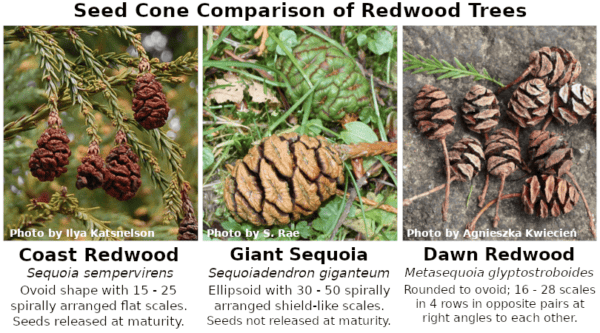 8 Different Types of Redwood Trees & Identifying Features