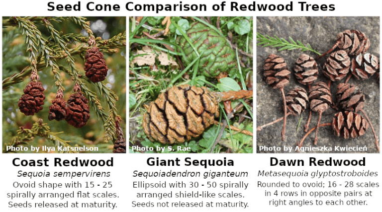8 Different Types of Redwood Trees & Identifying Features
